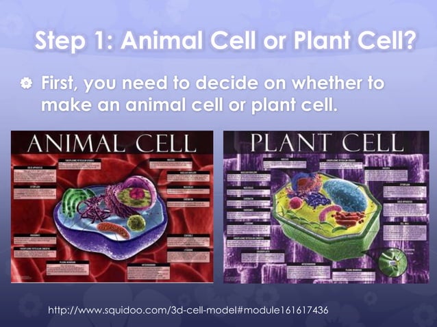 3D Cell Project: Instructions | PPTX