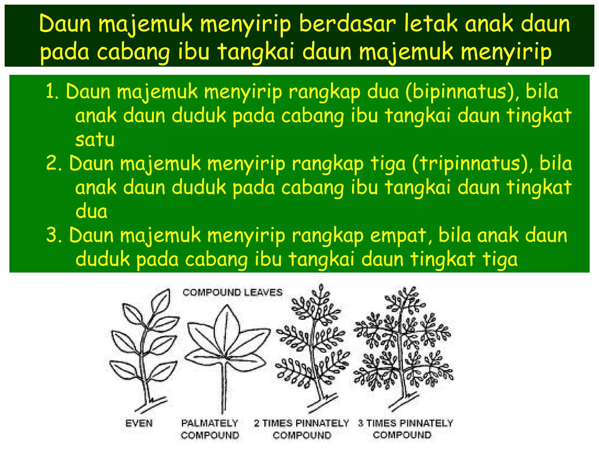 Botani 3 Daun Majemuk | PPT