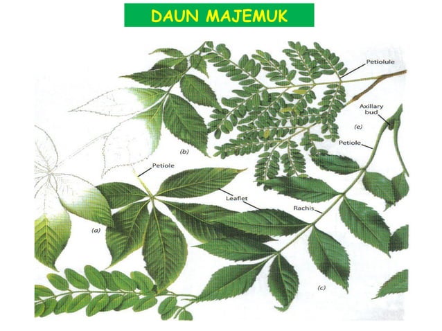 Botani 3 Daun Majemuk | PPT