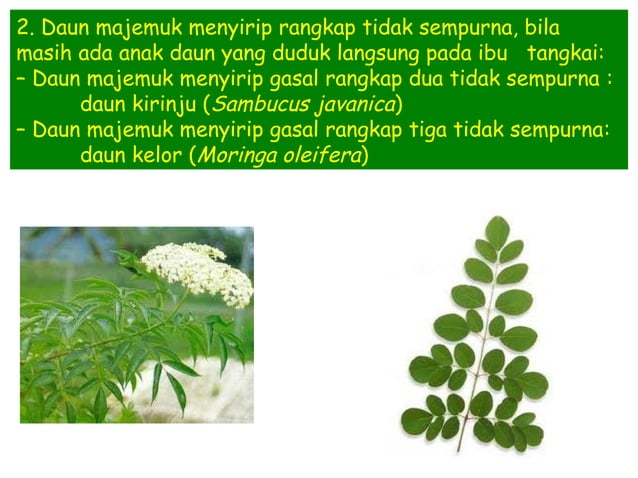 Botani 3 Daun Majemuk | PPT