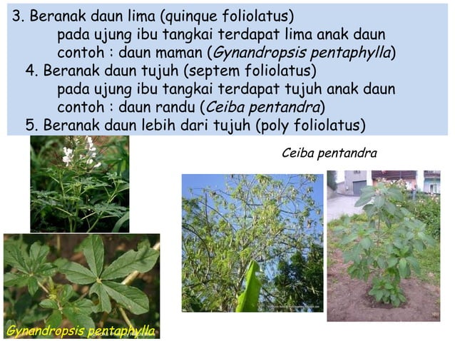 Botani 3 Daun Majemuk | PPT