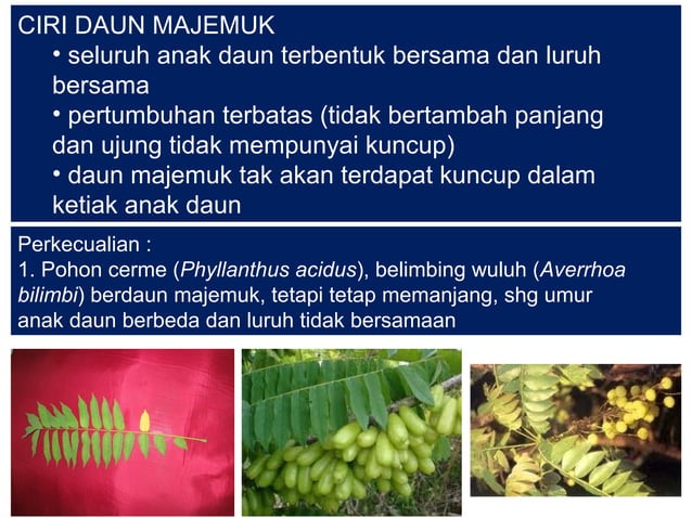Botani 3 Daun Majemuk | PPT