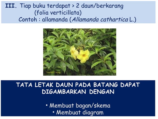 Botani 3 Daun Majemuk | PPT