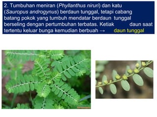 Botani 3 Daun Majemuk | PPT