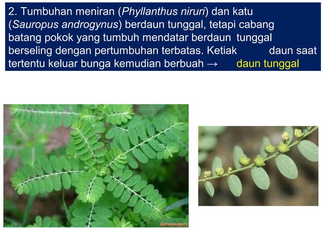 Botani 3 Daun Majemuk | PPT