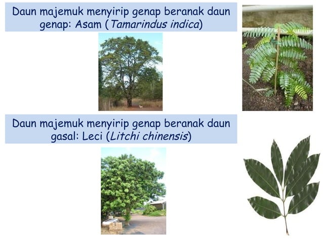 Botani 3 Daun Majemuk | PPT