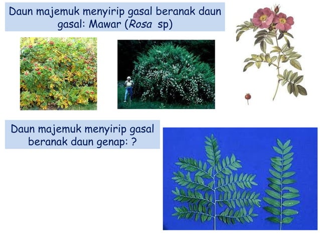 Botani 3 Daun Majemuk | PPT