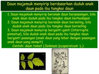 Botani 3 Daun Majemuk | PPT