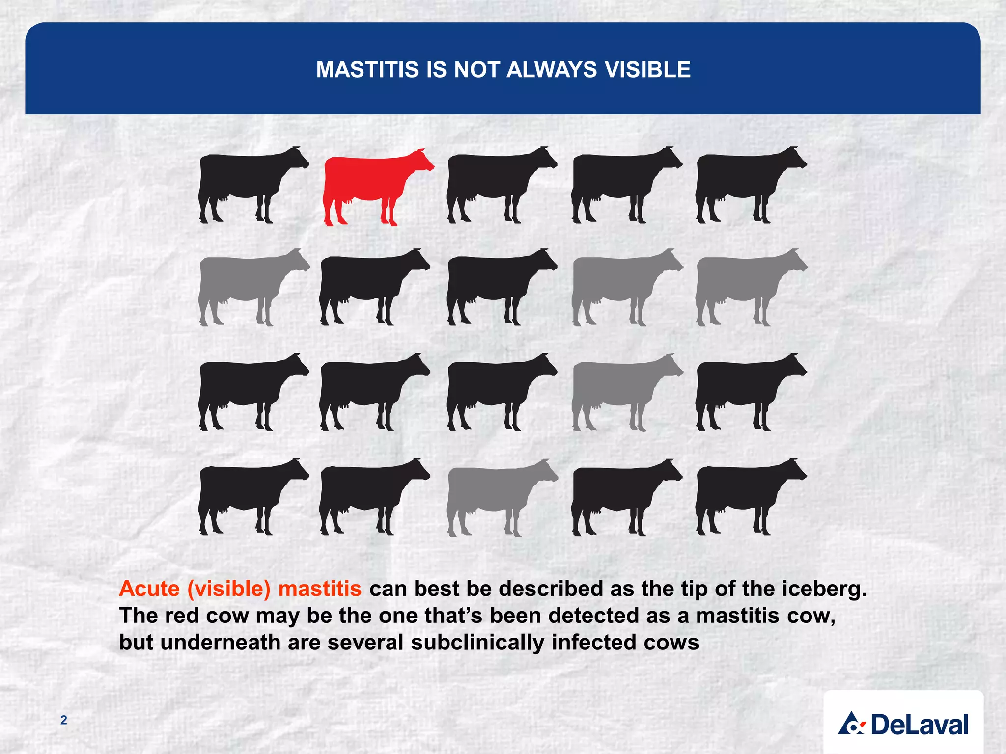 Mastitis in dairy cows and how it affects lifetime productivity | PPTX