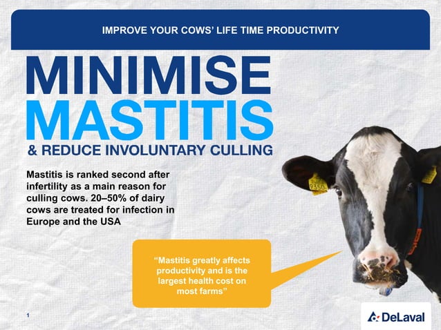 Mastitis in dairy cows and how it affects lifetime productivity | PPT