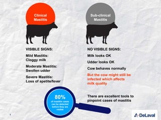 Mastitis in dairy cows and how it affects lifetime productivity | PPTX
