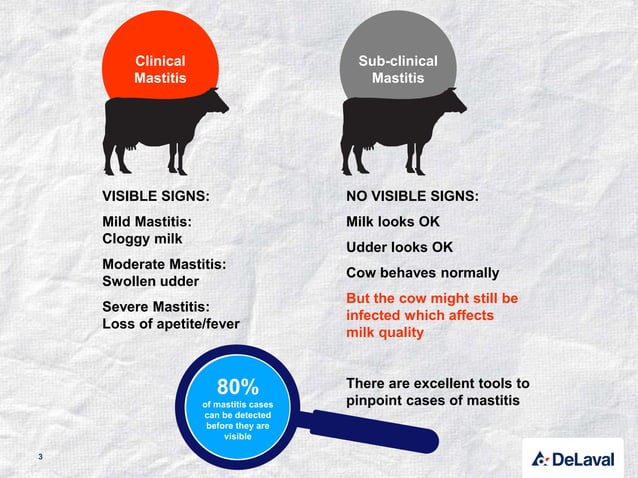 Mastitis in dairy cows and how it affects lifetime productivity | PPTX ...