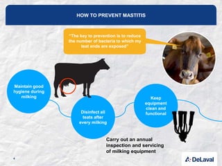 Mastitis in dairy cows and how it affects lifetime productivity | PPTX