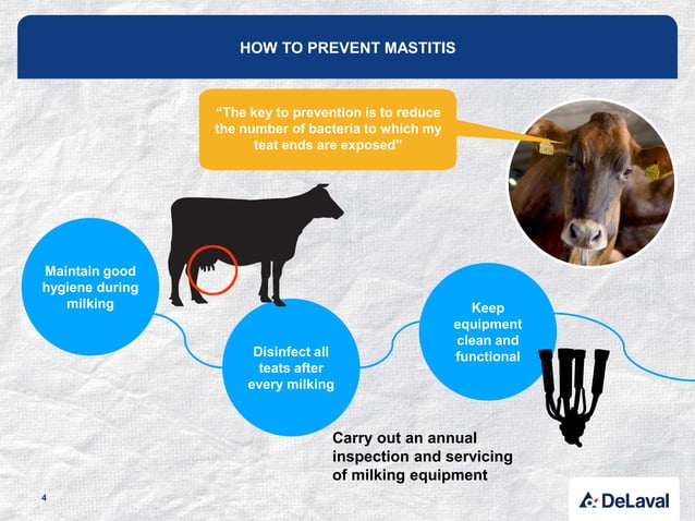 Mastitis in dairy cows and how it affects lifetime productivity | PPTX ...