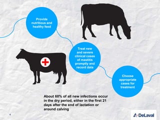 Mastitis Prevention In Cows