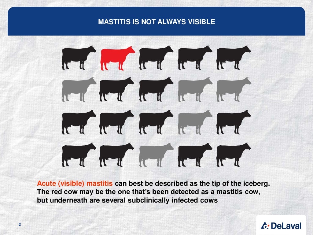 Mastitis in dairy cows and how it affects lifetime productivity