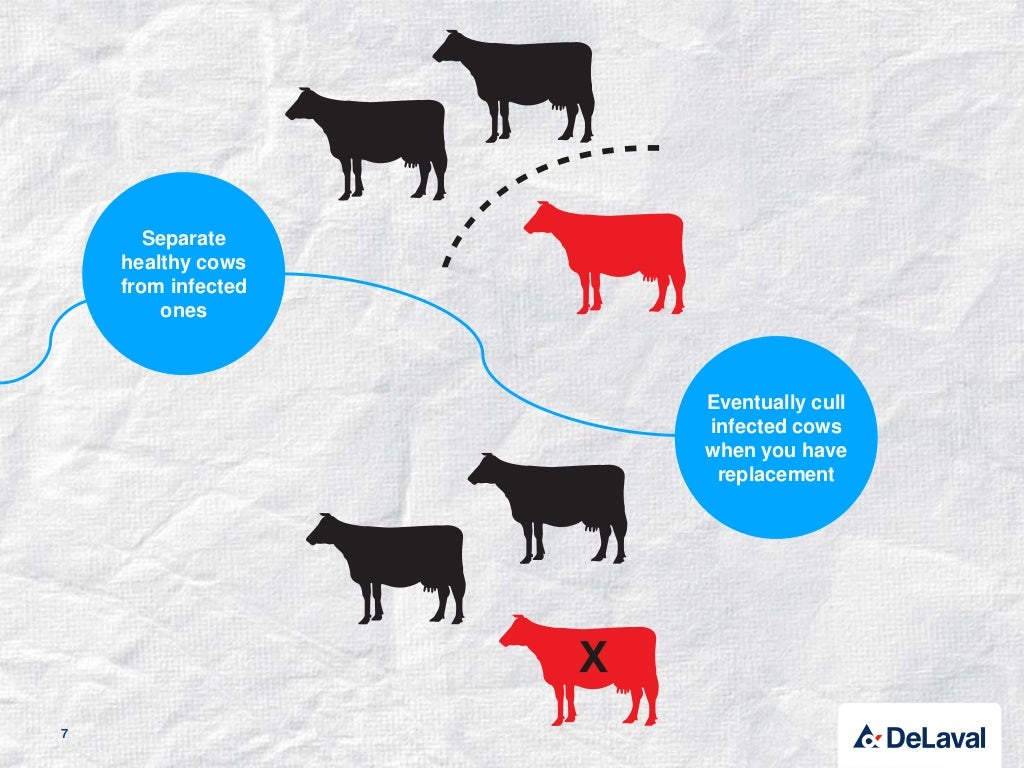 Mastitis in dairy cows and how it affects lifetime productivity