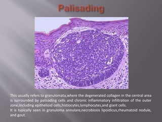 3 Dermatopathology.pptx