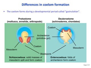 3 Developmental Biology Norton_2019.pptx