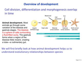 3 Developmental Biology Norton_2019.pptx