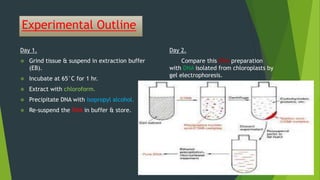 Isolation of plant genomic DNA | PPTX