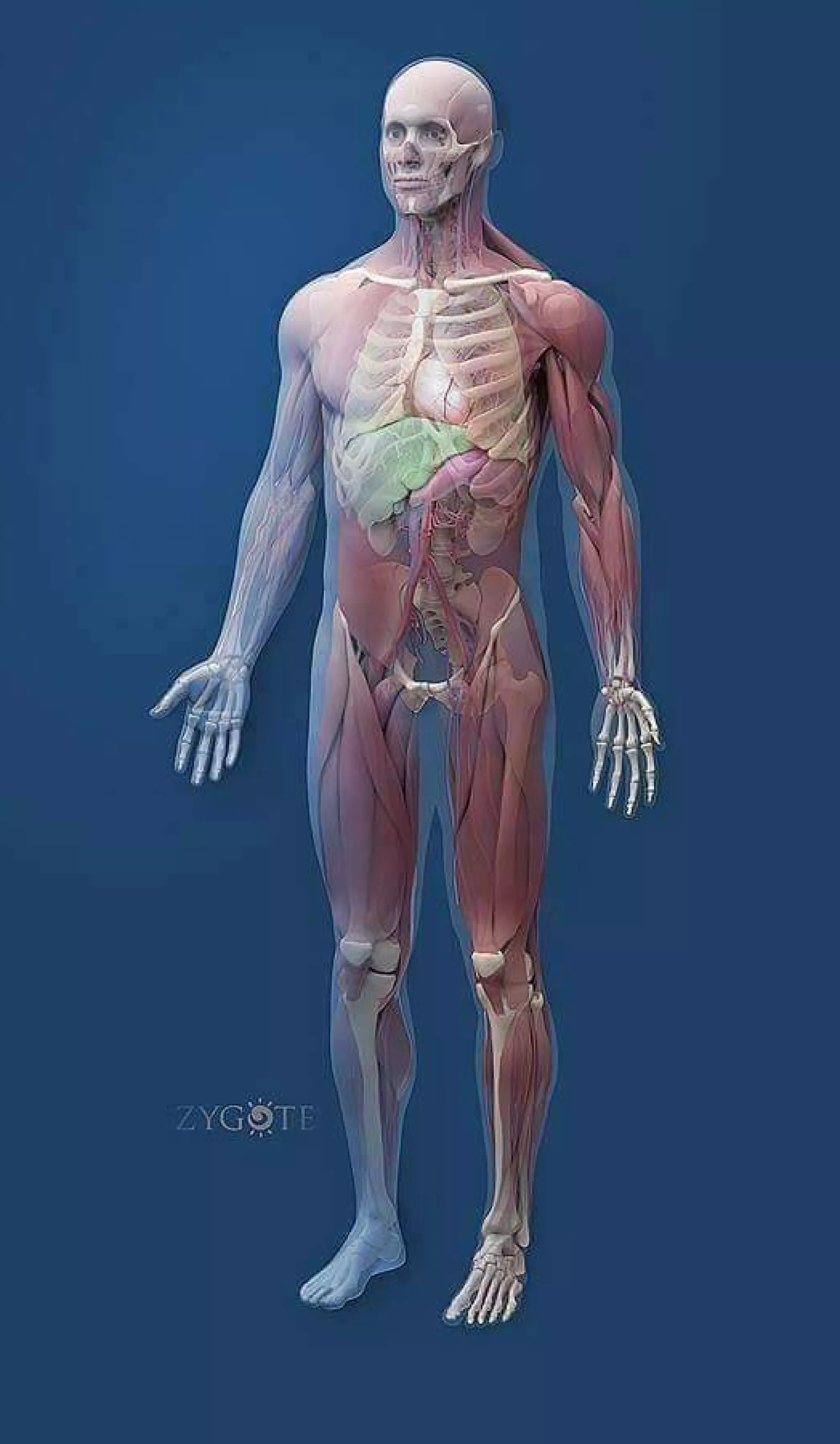 3 d human internal organs skeleton structure | PDF