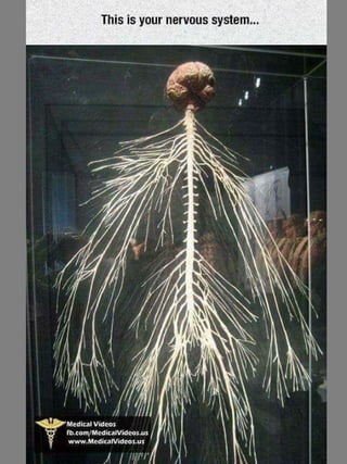 3D Human internal organs skeleton structure.pptx