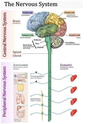3D Human internal organs skeleton structure.pptx