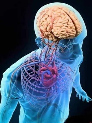 3D Human internal organs skeleton structure.pptx