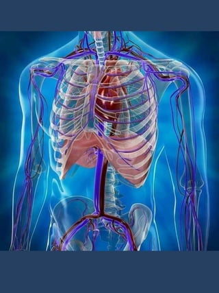 3D Human internal organs skeleton structure.pptx