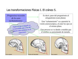 diferenciado evolucion humana | PPT