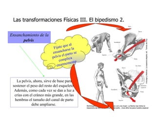 diferenciado evolucion humana | PPT
