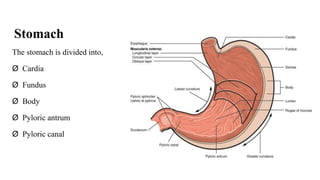 Digestive system | PPTX