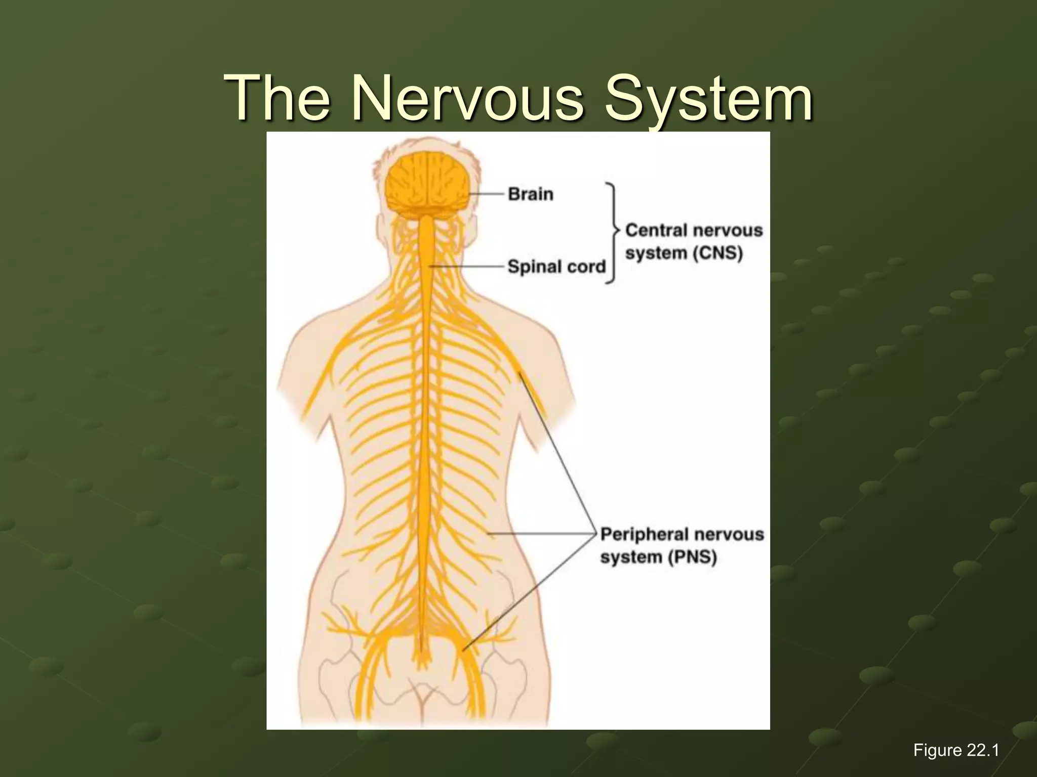 Diseases Of Nervous System | PPTX