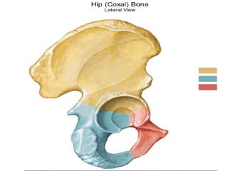 ANATOMIA del muslo y rodilla | PPT