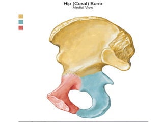 ANATOMIA del muslo y rodilla | PPT