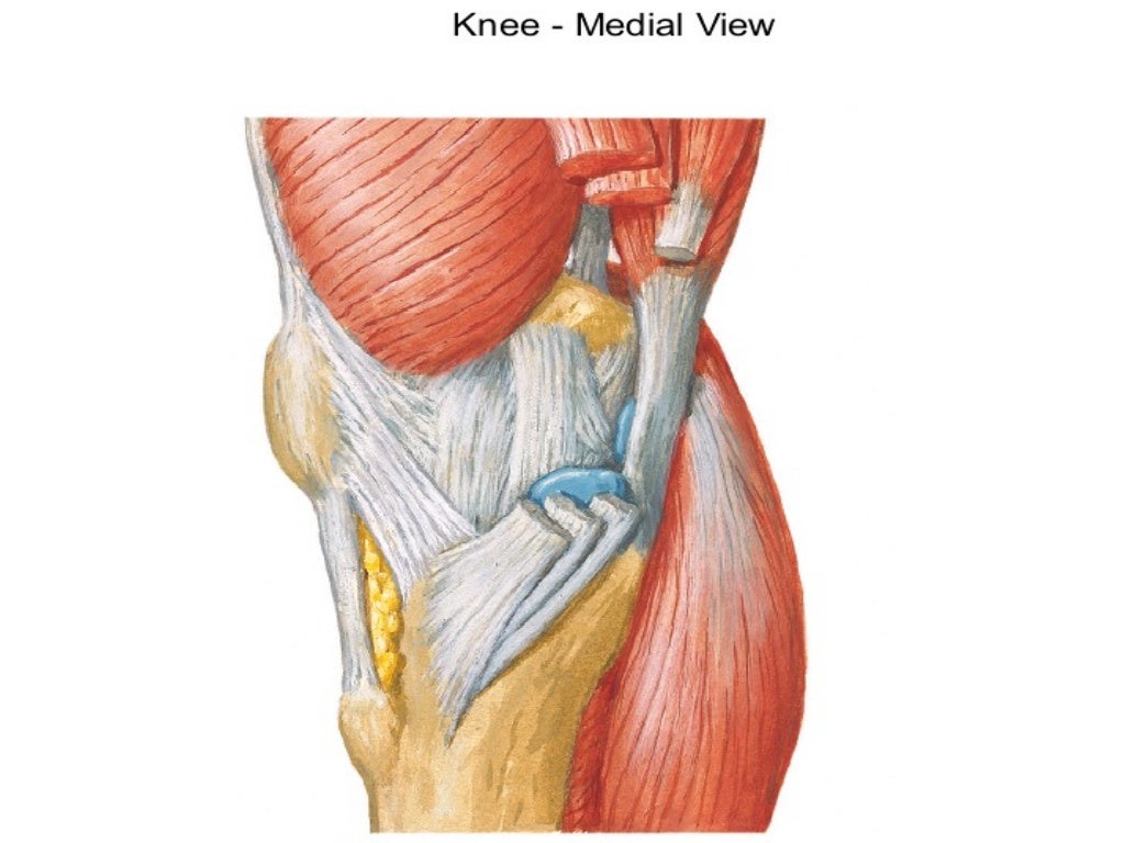 ANATOMIA del muslo y rodilla