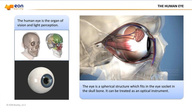 3 d lesson framework human eye_combined-1 | PPT