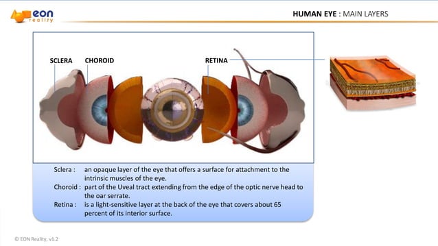 3 d lesson framework human eye_combined-1 | PPT