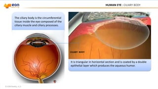 3 d lesson framework human eye_combined-1 | PPT