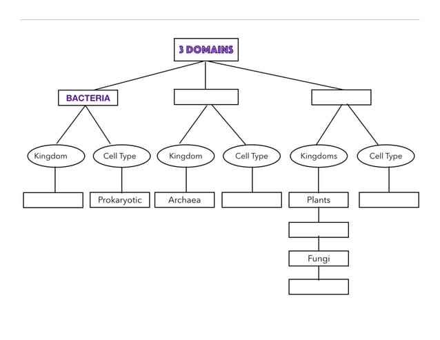 3 domains flow chart worksheet | PDF