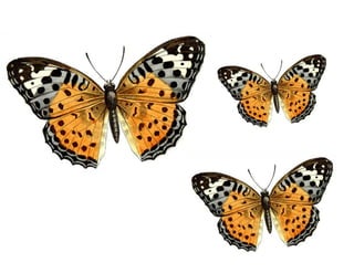 3 d rama2 berwarna | PPT