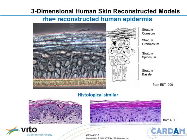Overview of 3D-human skin reconstructed models for irritation and ...