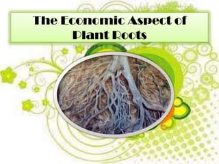 3 d the economic aspect of plant roots | PPT