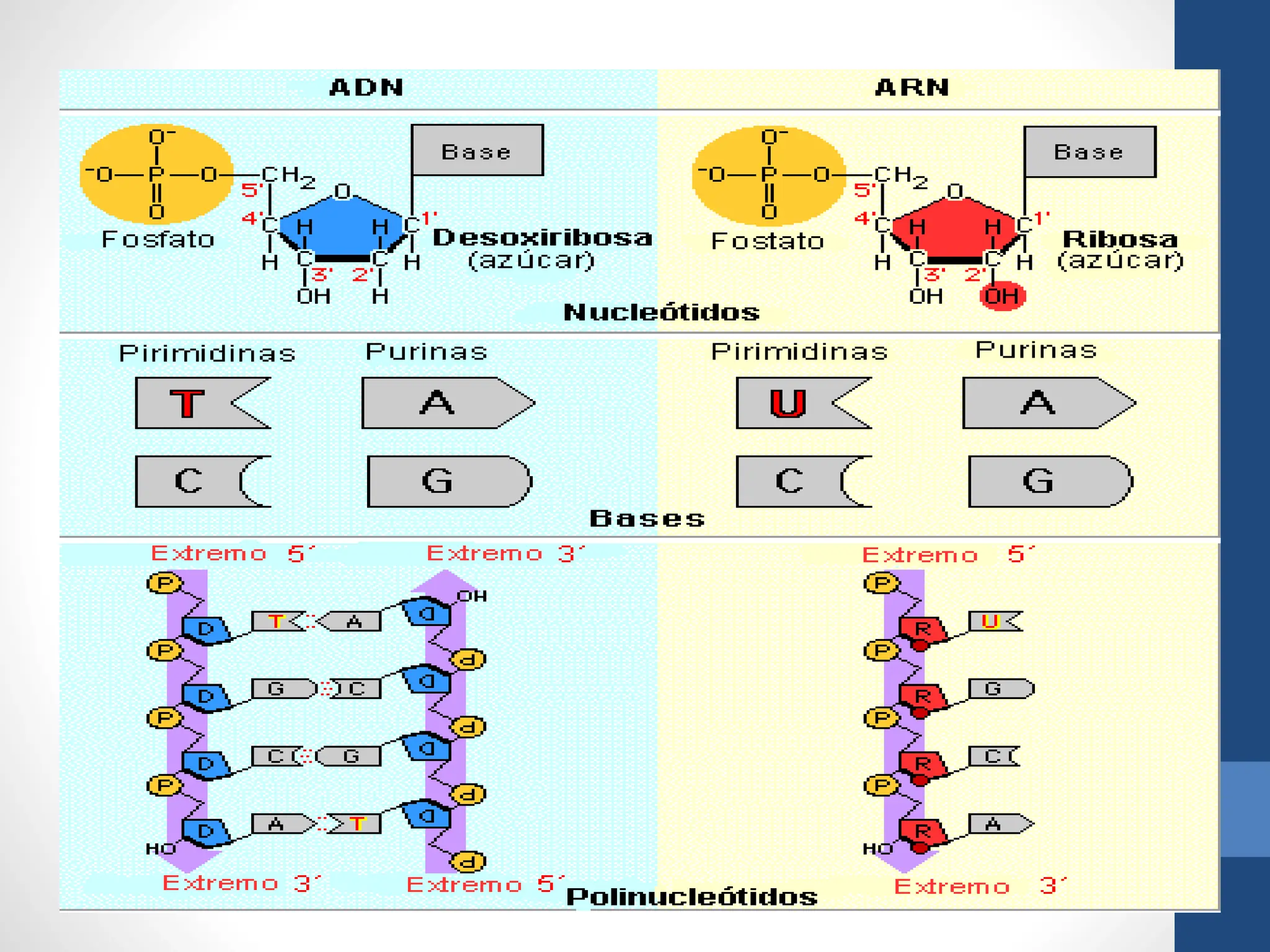 Material genético en bacterias, funciones del ADN bacteriano | PDF ...