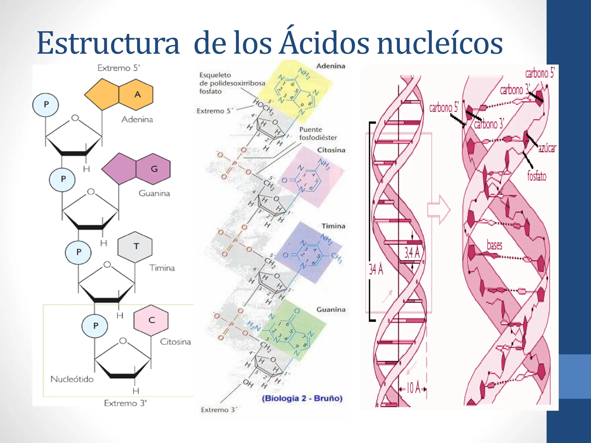 Material genético en bacterias, funciones del ADN bacteriano | PDF ...