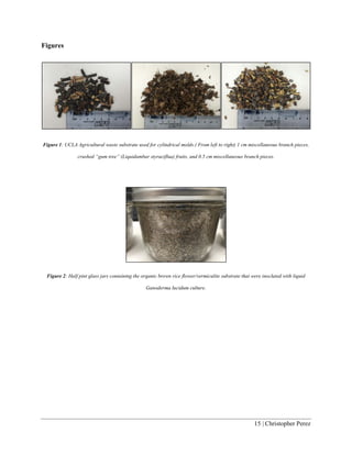 Analysis and Applications of Fungal Materials | PDF