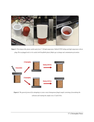 Analysis and Applications of Fungal Materials | PDF