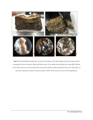 Analysis and Applications of Fungal Materials | PDF