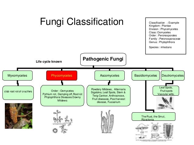 Classification Of Fungi Phycomycetes Ascomycetes